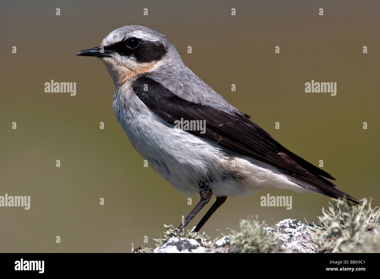 Adult male wheatear hi-res stock photography and images - Alamy