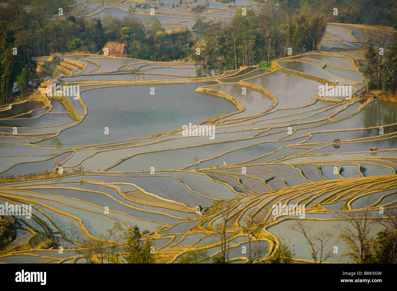 the surreal rice terraces of Yuanyang in Yunnan China Stock Photo - Alamy