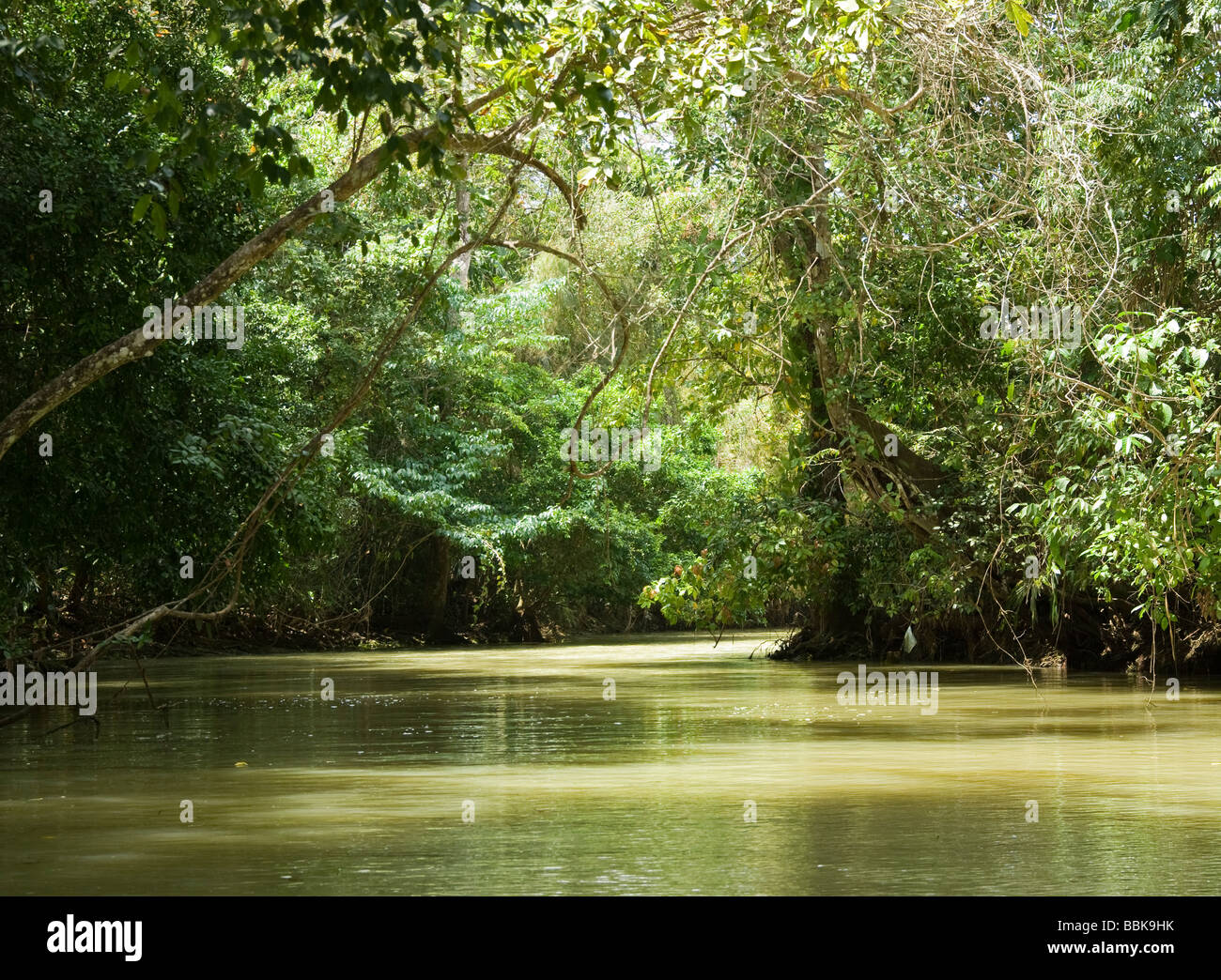 Panama.Soberania National Park.Gatun Lake Stock Photo - Alamy