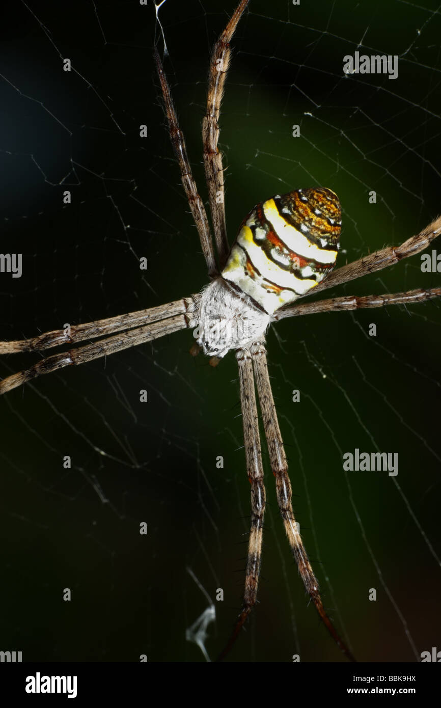 Symmetry Display of a Spider Stock Photo - Alamy