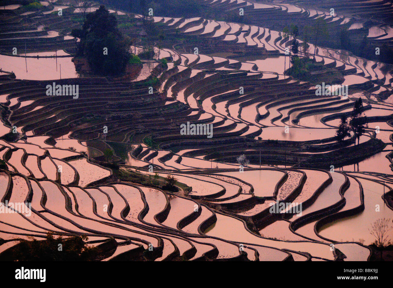 sunset at the magnificent rice terraces of Yuanyang in Yunnan China ...