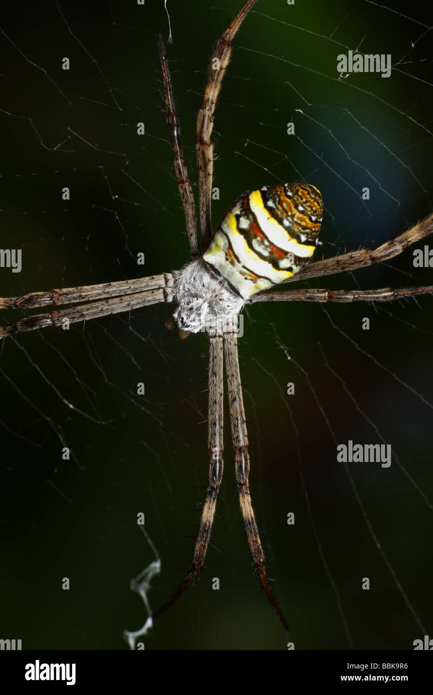 The Beauty of Spiders Stock Photo - Alamy