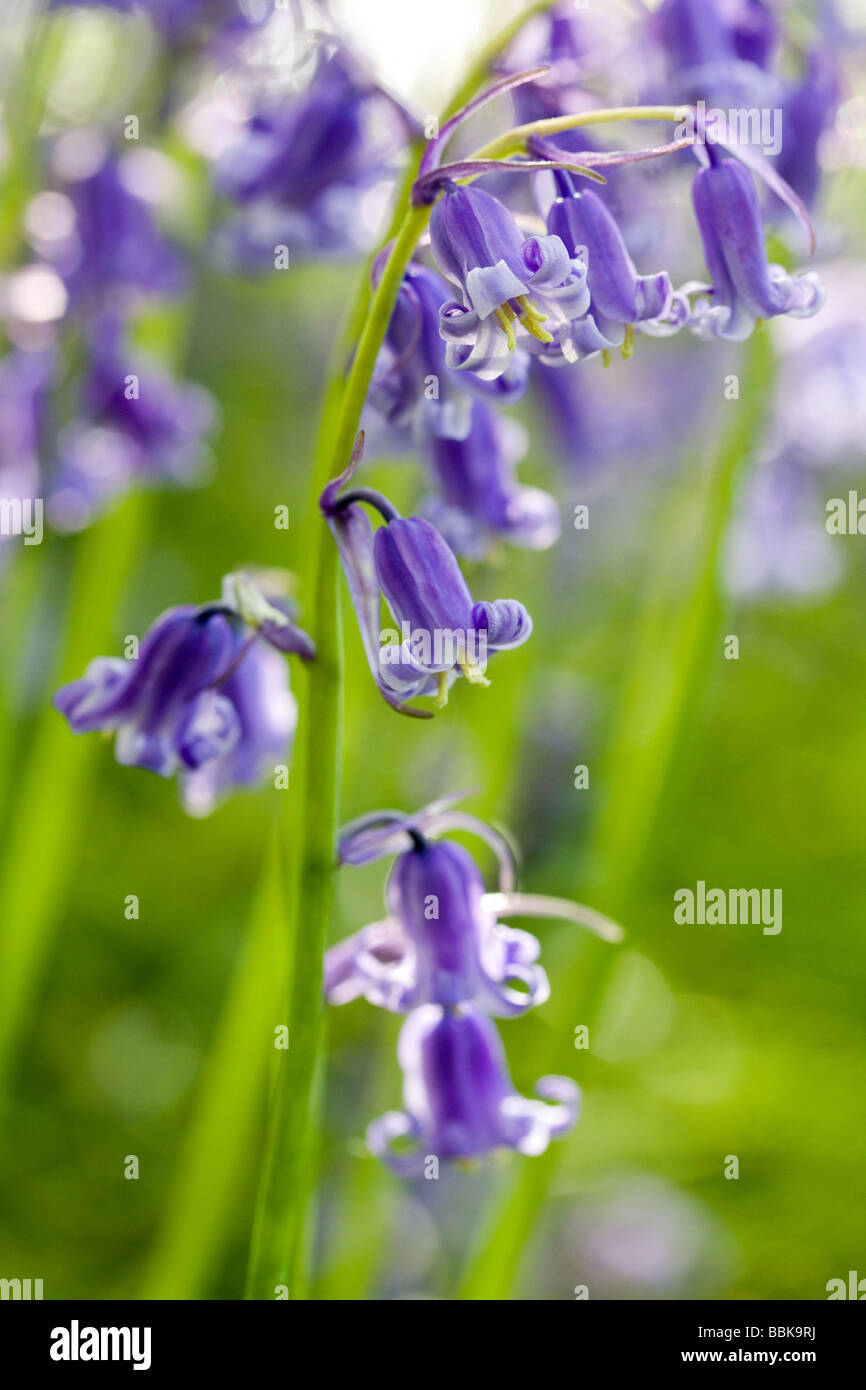 Bluebells close up Stock Photo - Alamy