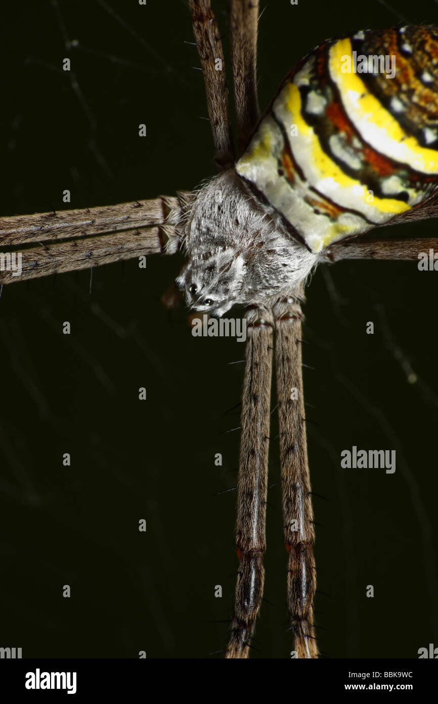 Super Closeup of Spider Stock Photo - Alamy