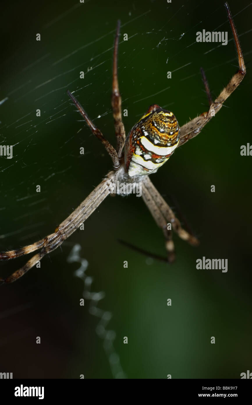 Colourful spider hi-res stock photography and images - Alamy
