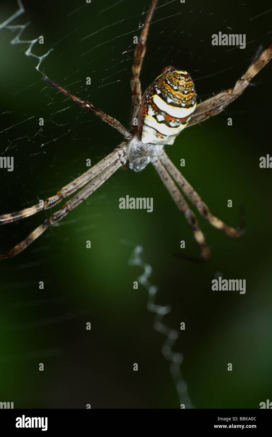 Beauty of the spider hi-res stock photography and images - Alamy