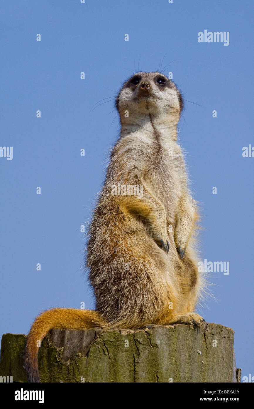 portrait of a Meerkat on lookout duty Stock Photo - Alamy