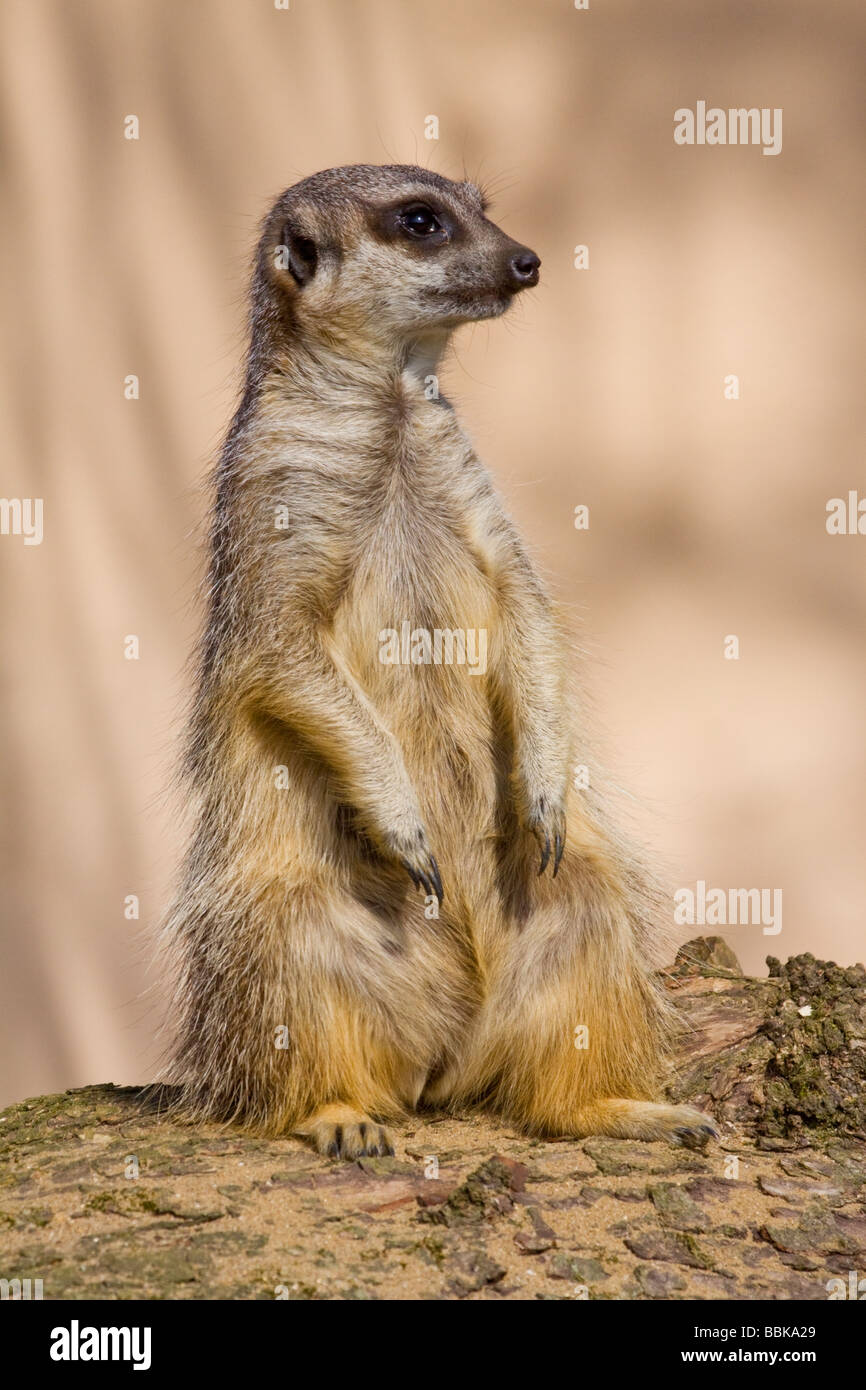 Meerkat on lookout hi-res stock photography and images - Alamy