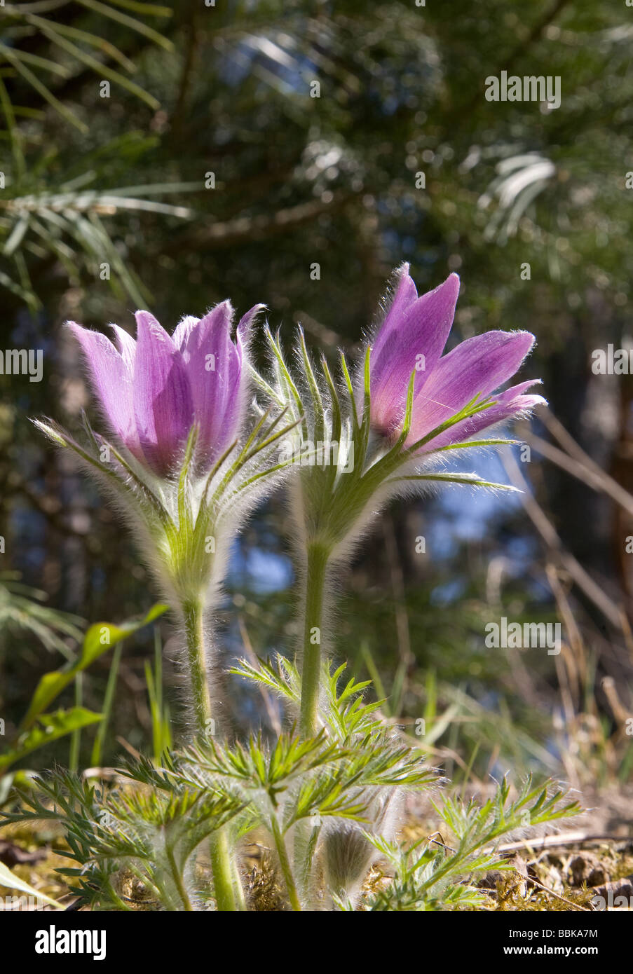 Flowering Pasque flower plant in springtime sun closeup Stock Photo - Alamy