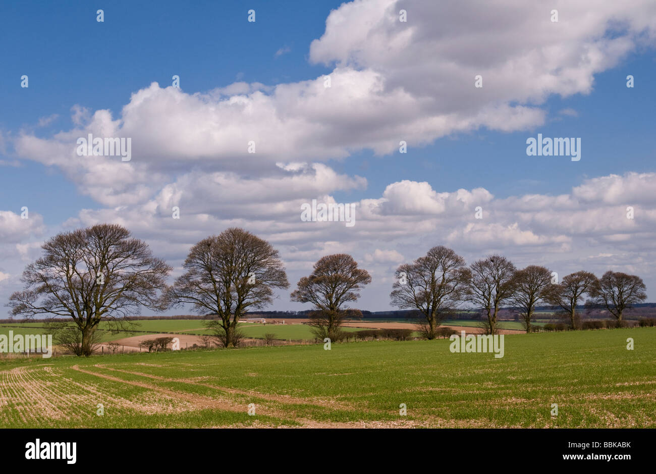 Early spring trees in a row, nr Malton, East Yorkshire Stock Photo - Alamy