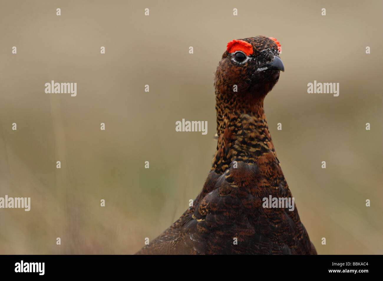 Red Grouse lagopus lagopus scoticus male close up of head making eye ...