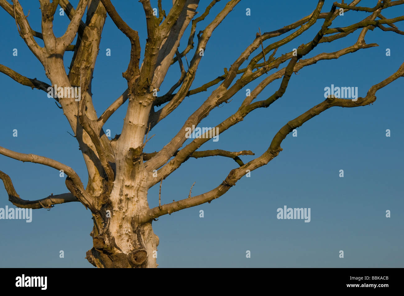 A dead tree, stripped of its bark, in a field at Wetwang, East ...