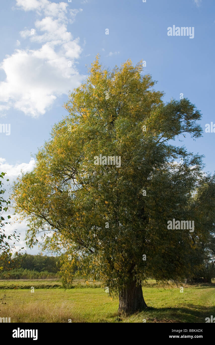 Old Willow tree against blue cloudy sky Stock Photo - Alamy