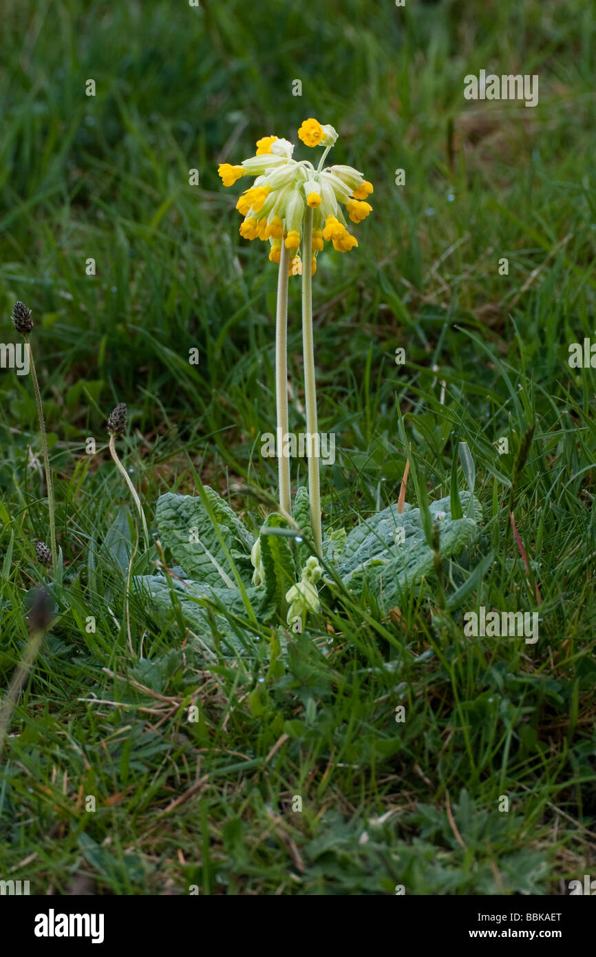 Cowslip primula veris hi-res stock photography and images - Alamy