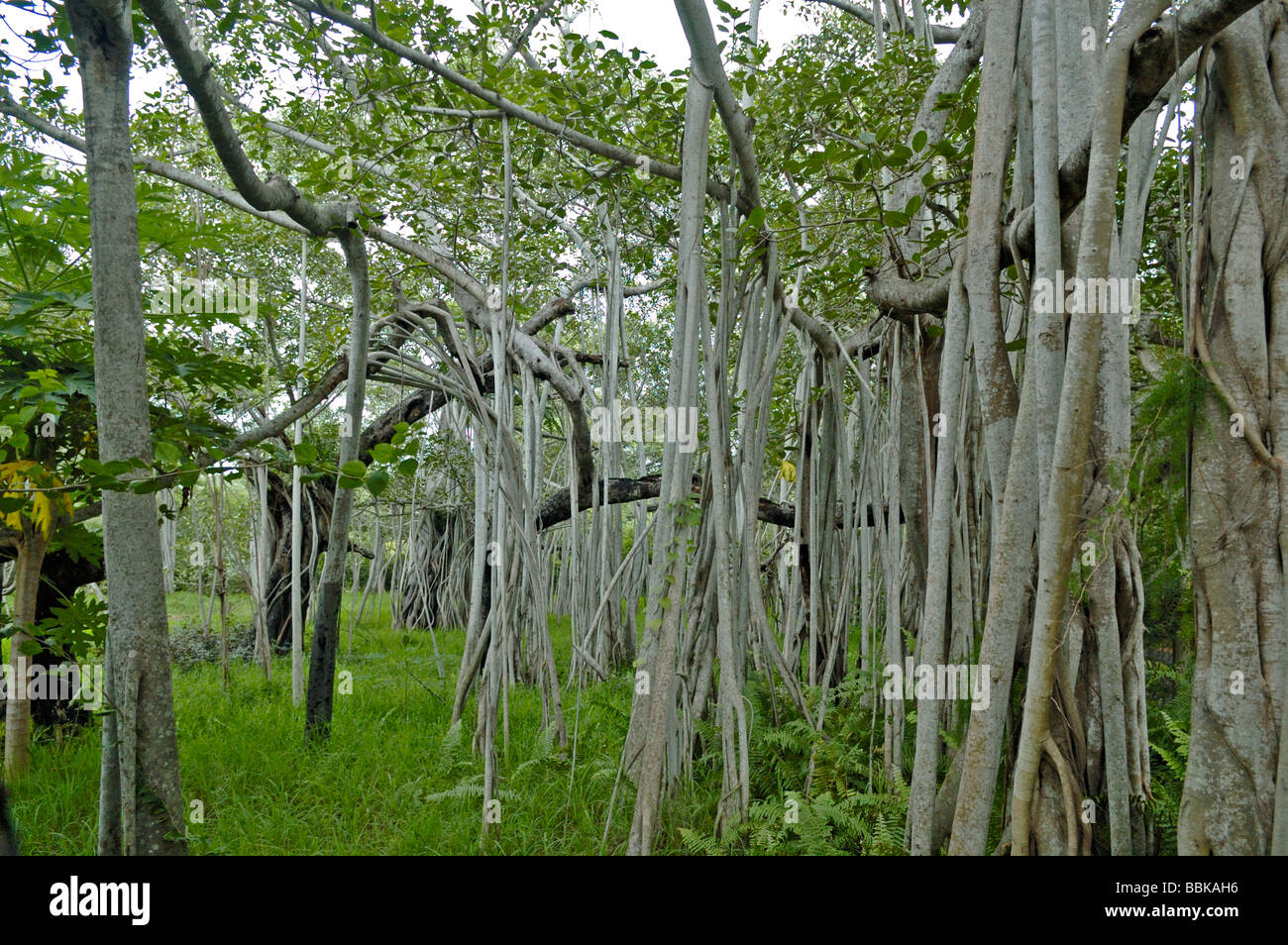 India, Tamil Nadu, Chennai (Madras). Ficus Bengalensis. The largest ...