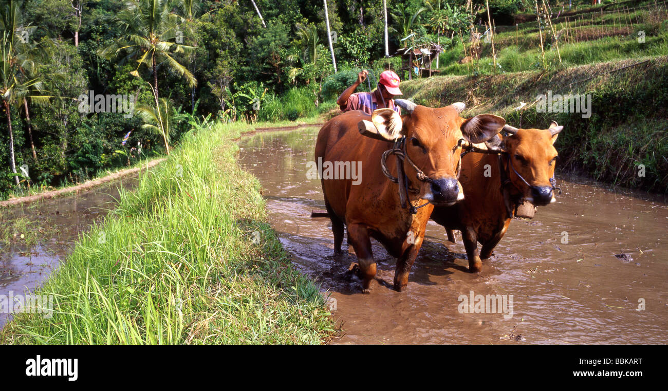 Plow into the water hi-res stock photography and images - Alamy