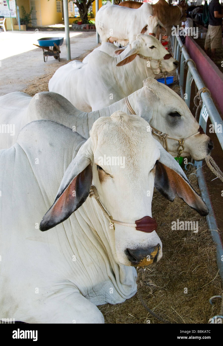 Brahman cow calf hi-res stock photography and images - Alamy
