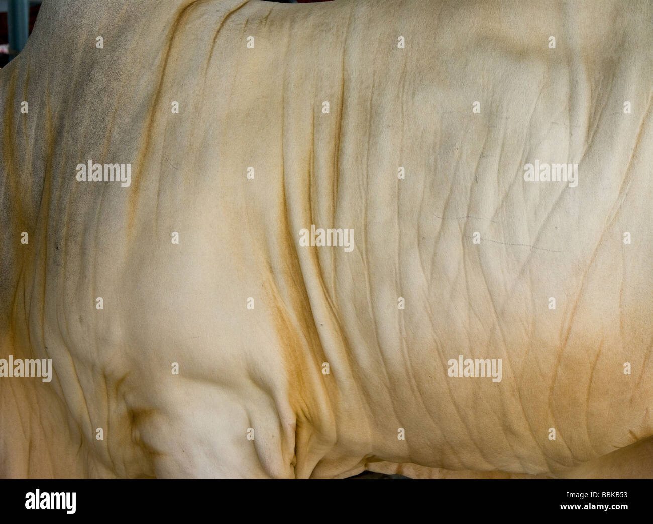 Panama.Livestock exposition in David.Brahman cattle Stock Photo - Alamy