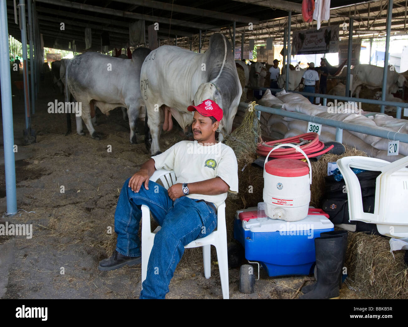 Panama.Livestock exposition in David.Brahman cattle Stock Photo - Alamy