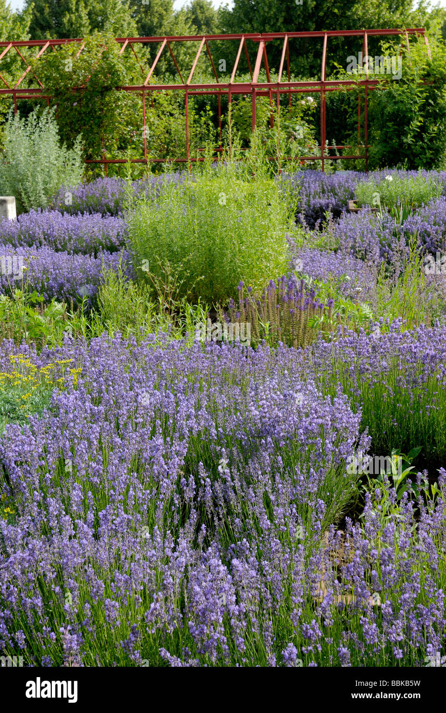 lavender, Lavandula angustifolia Stock Photo - Alamy