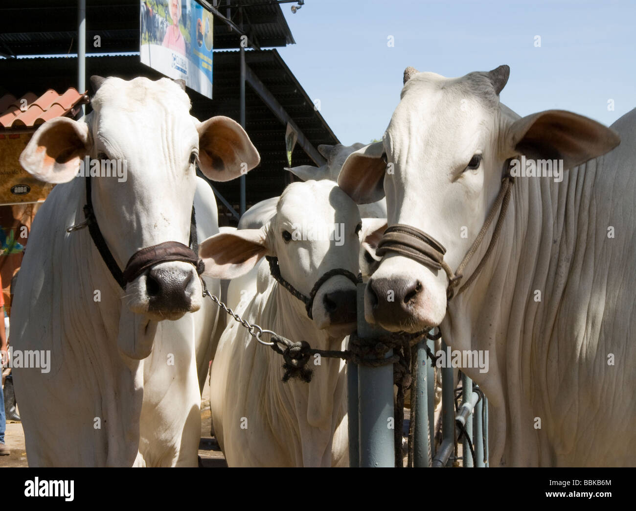 Panama.Livestock exposition in David.Brahman cattle Stock Photo - Alamy