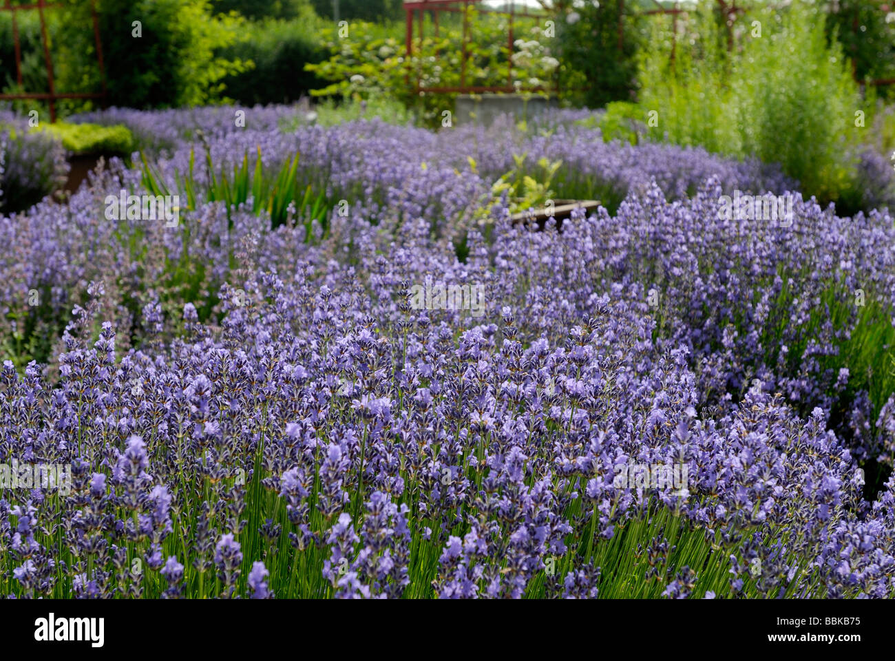 lavender, Lavandula angustifolia Stock Photo - Alamy