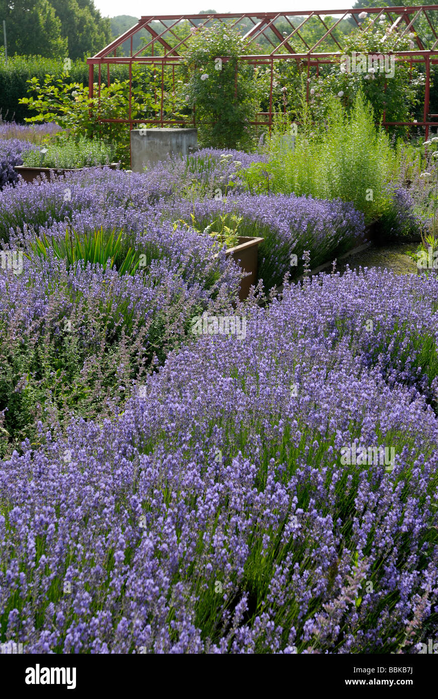 lavender, Lavandula angustifolia Stock Photo - Alamy