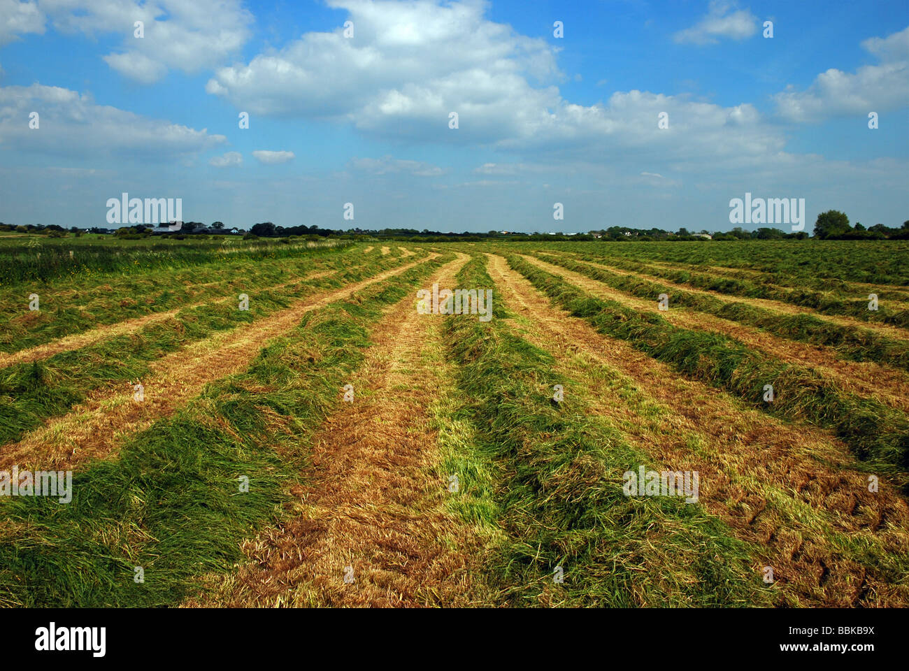 Grass field fields hi-res stock photography and images - Alamy