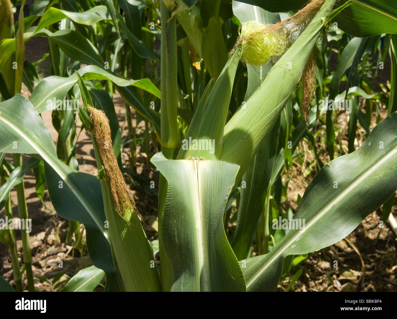 Panama farmland hi-res stock photography and images - Alamy