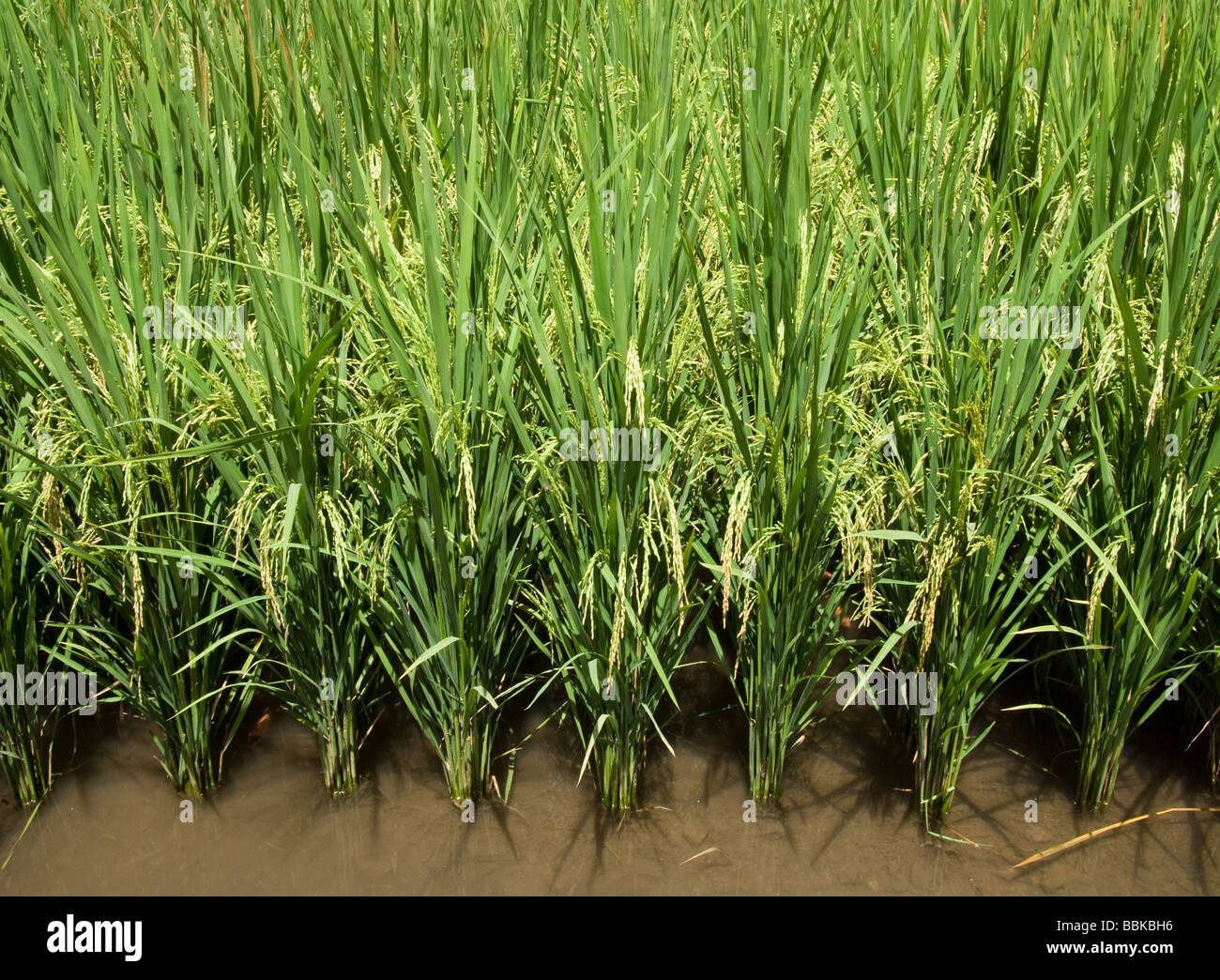 Ripe rice plants hi-res stock photography and images - Alamy