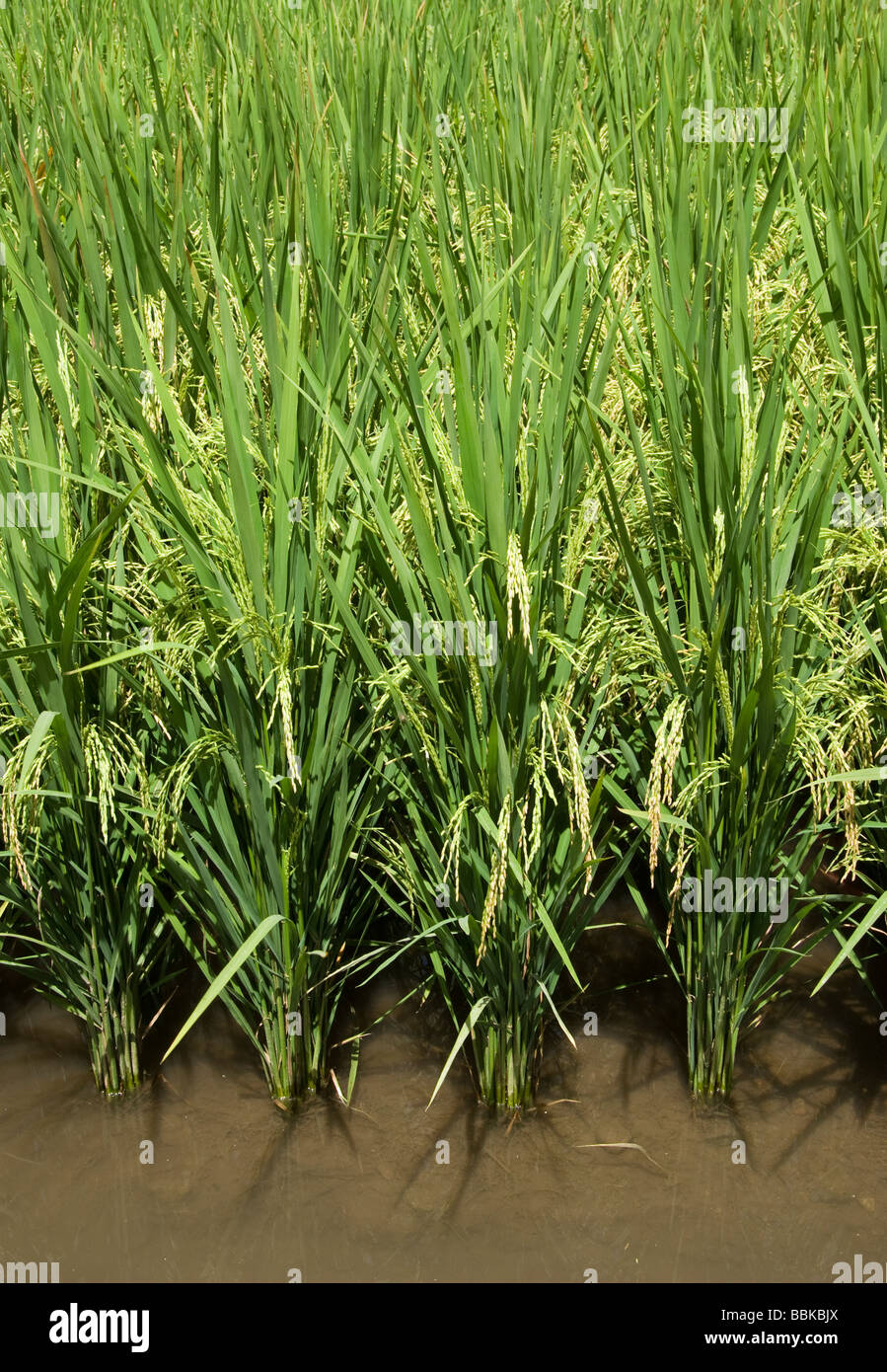 Ripe rice plants hi-res stock photography and images - Alamy