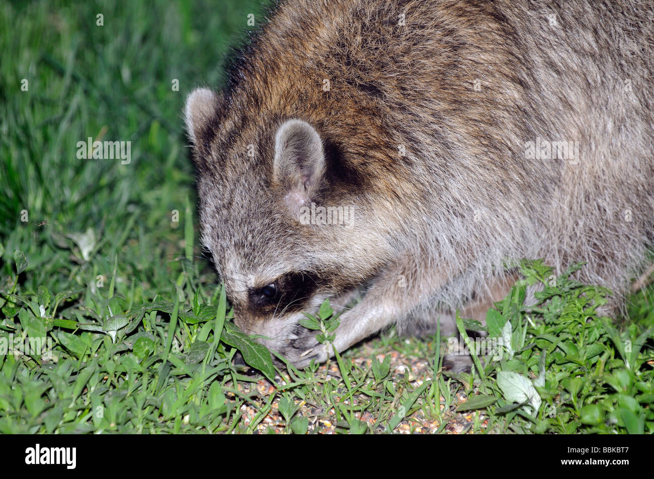 North American Raccoon foraging for food in a Illinois urban garden ...