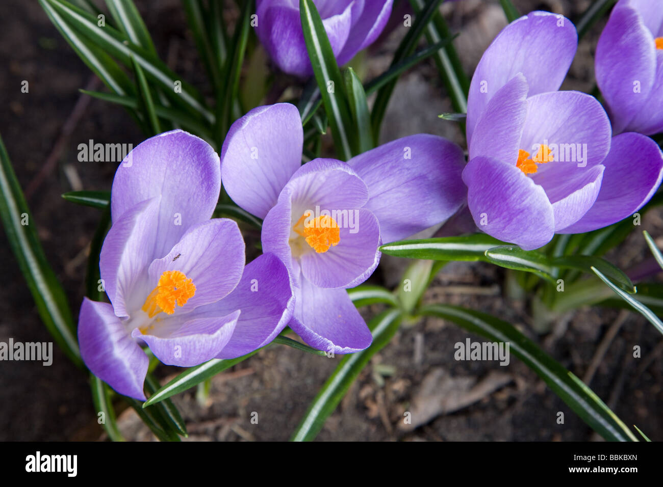 Violet plant with orange pistil hi-res stock photography and images - Alamy