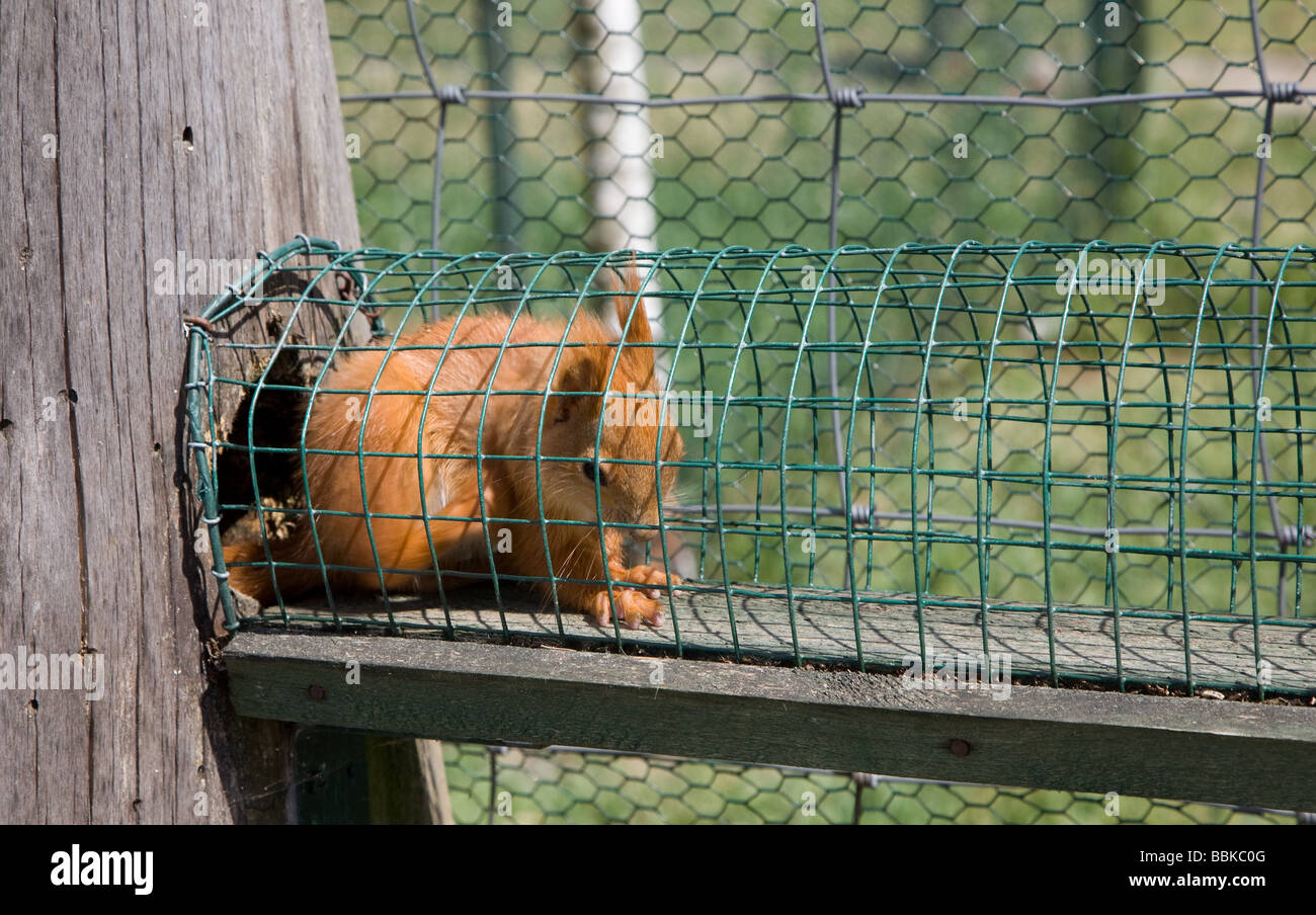 Squirel cage hi-res stock photography and images - Alamy