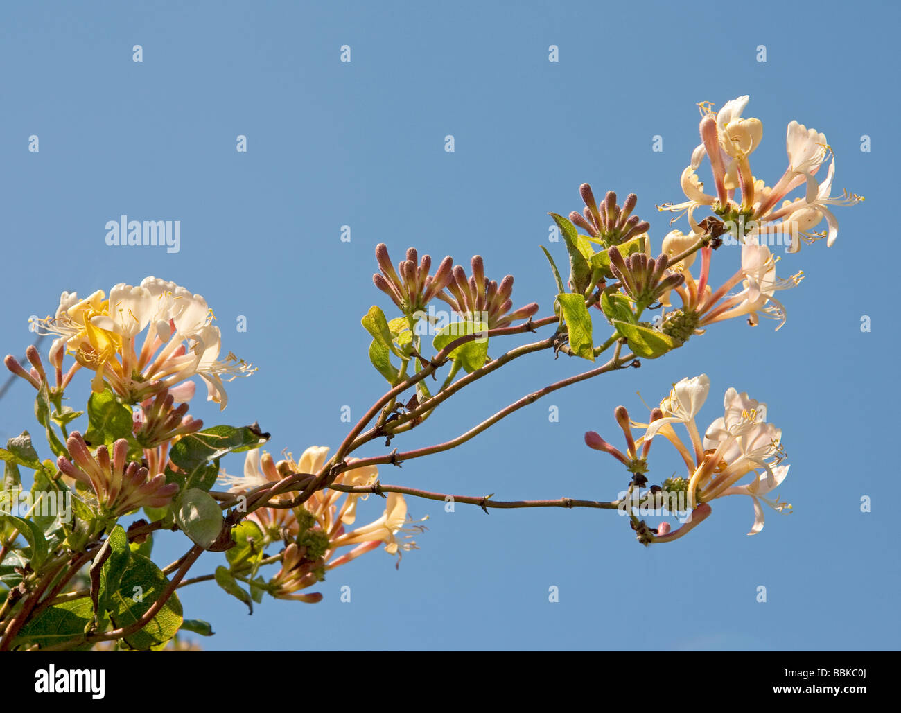 Honeysuckle lonicera flowers with green leaves hi-res stock photography ...