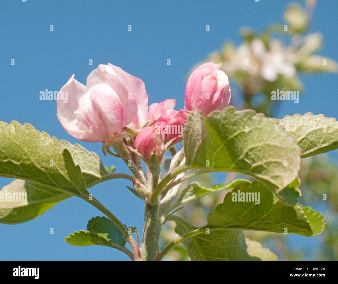 Flowers and leaves of Bramley apple tree Malus domestica Bramley s ...