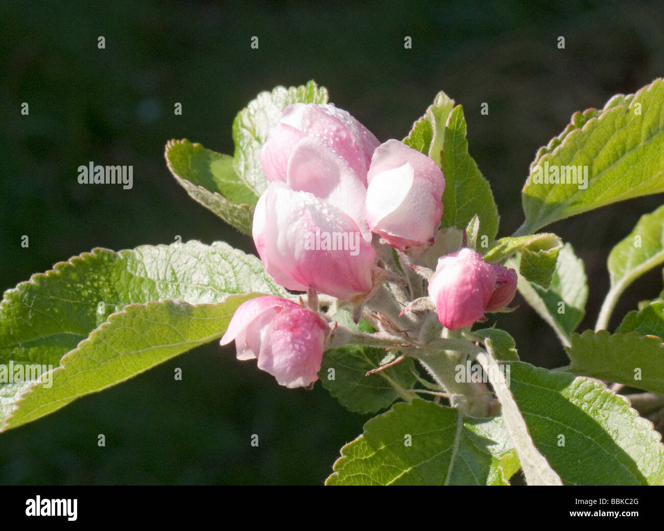Flowers and leaves of Bramley apple tree Malus domestica Bramley s ...