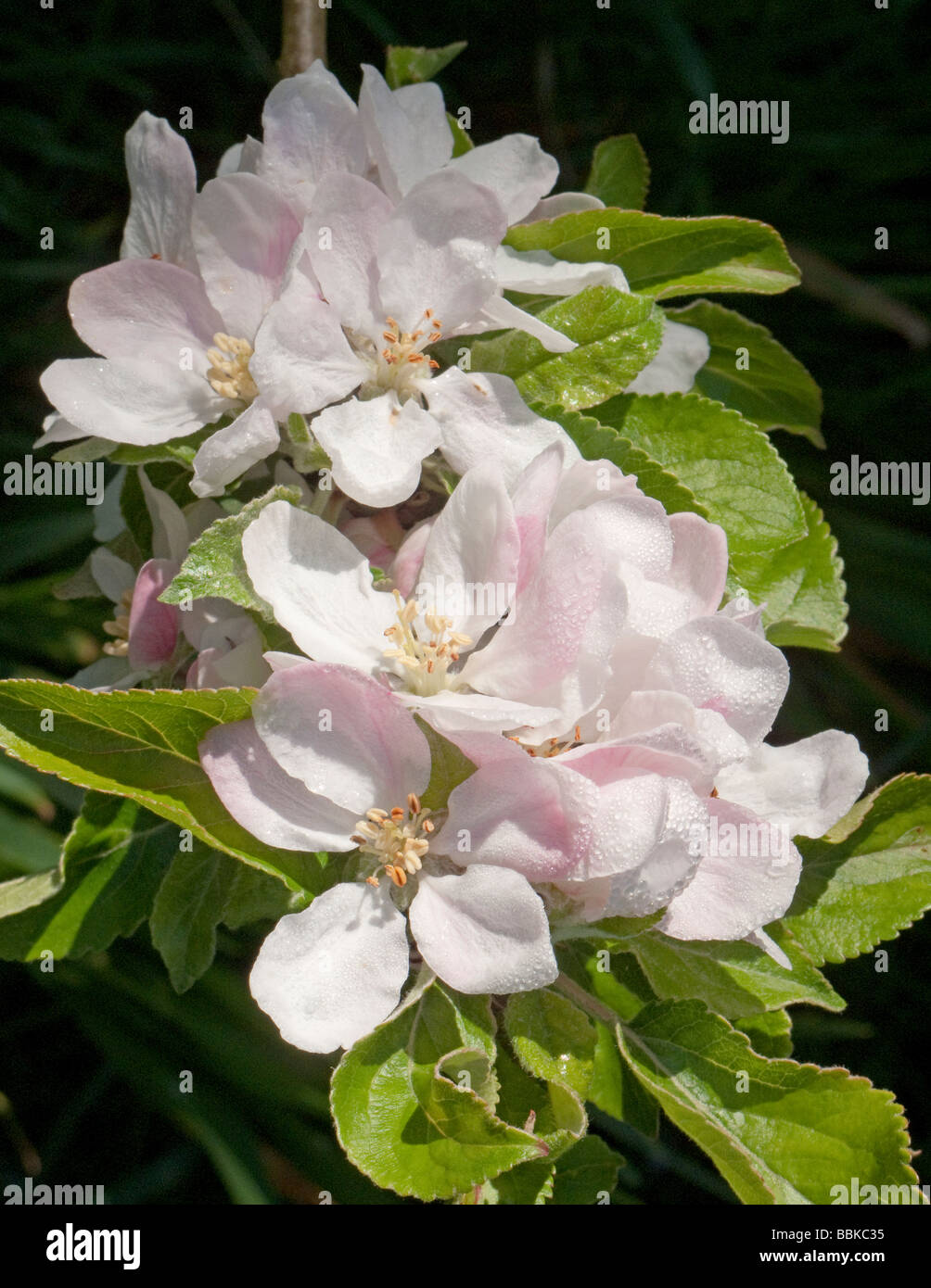 Flowers and leaves of Cox s Orange Pippin apple tree Malus domestica ...