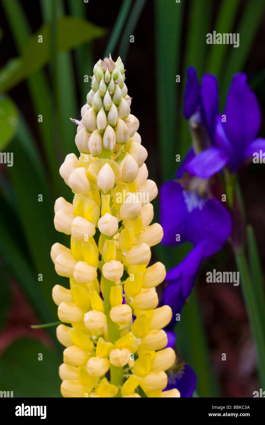 Yellow lupin hi-res stock photography and images - Alamy