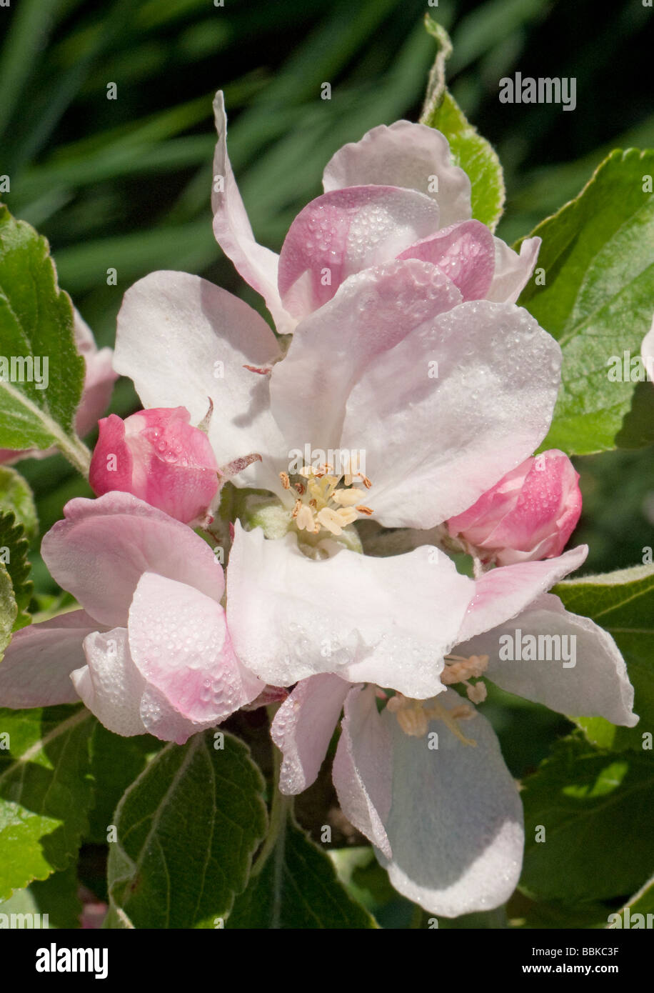 Flowers and leaves of Cox s Orange Pippin apple tree Malus domestica ...
