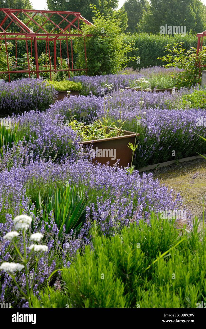 Lavender Lavandula Angustifolia High Resolution Stock Photography and ...