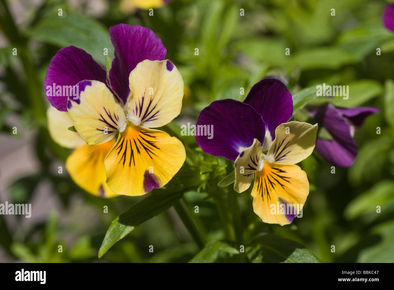 Viola flowers close up Stock Photo - Alamy