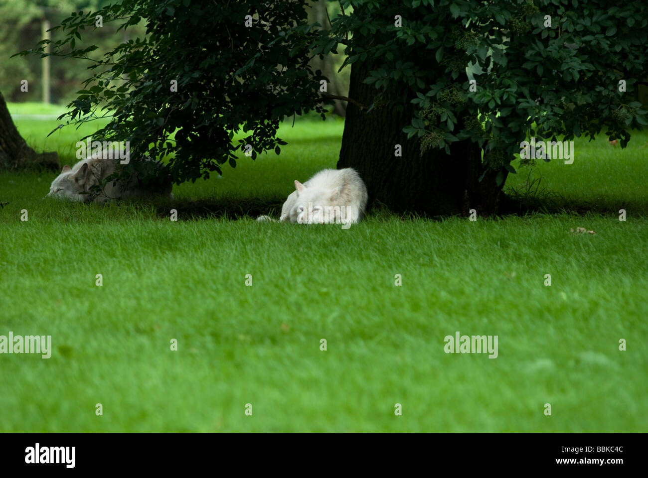 canadian timber wolves relaxing in shade under tree at safari park ...