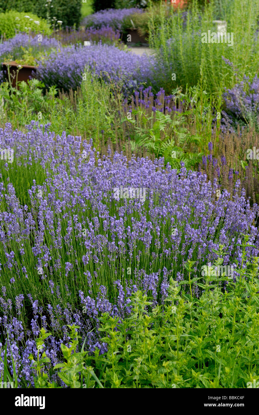 lavender, Lavandula angustifolia Stock Photo - Alamy