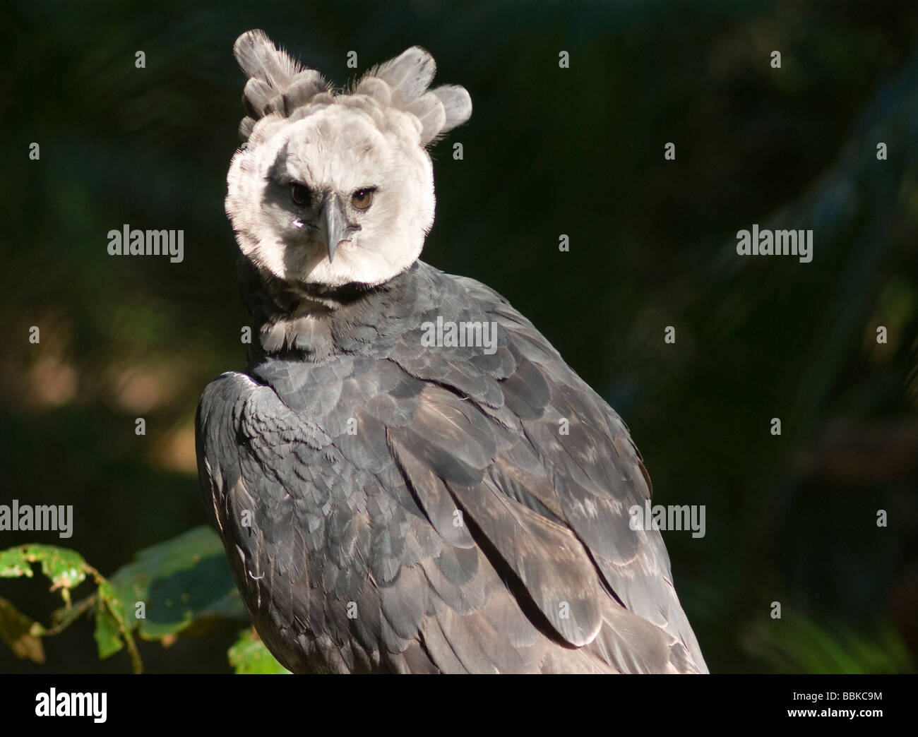 Panama.SUMMIT Park.Harpy Eagle Stock Photo - Alamy