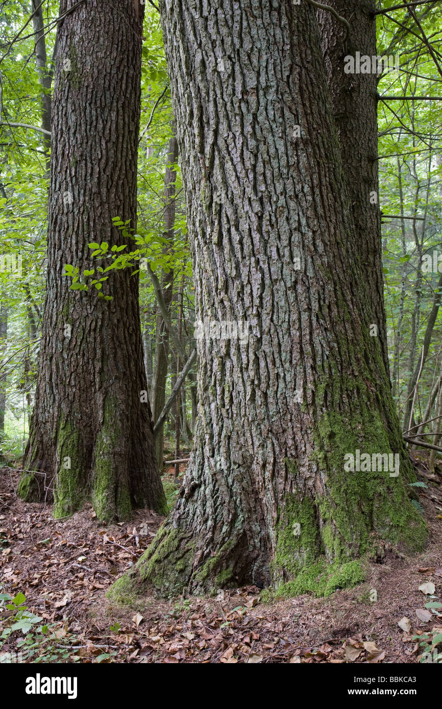 Alder tree hi-res stock photography and images - Alamy