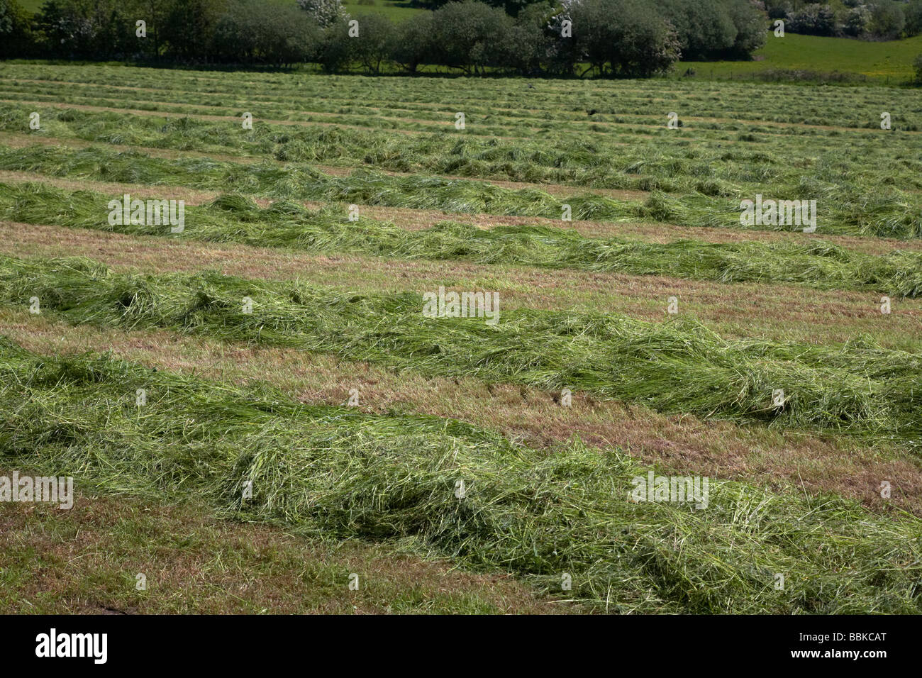 Silage production hi-res stock photography and images - Alamy