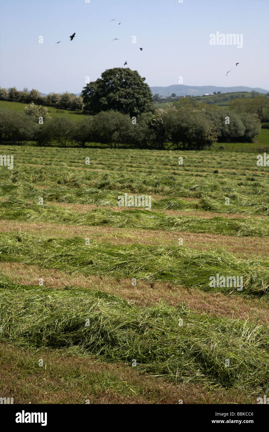 Silage production hi-res stock photography and images - Alamy