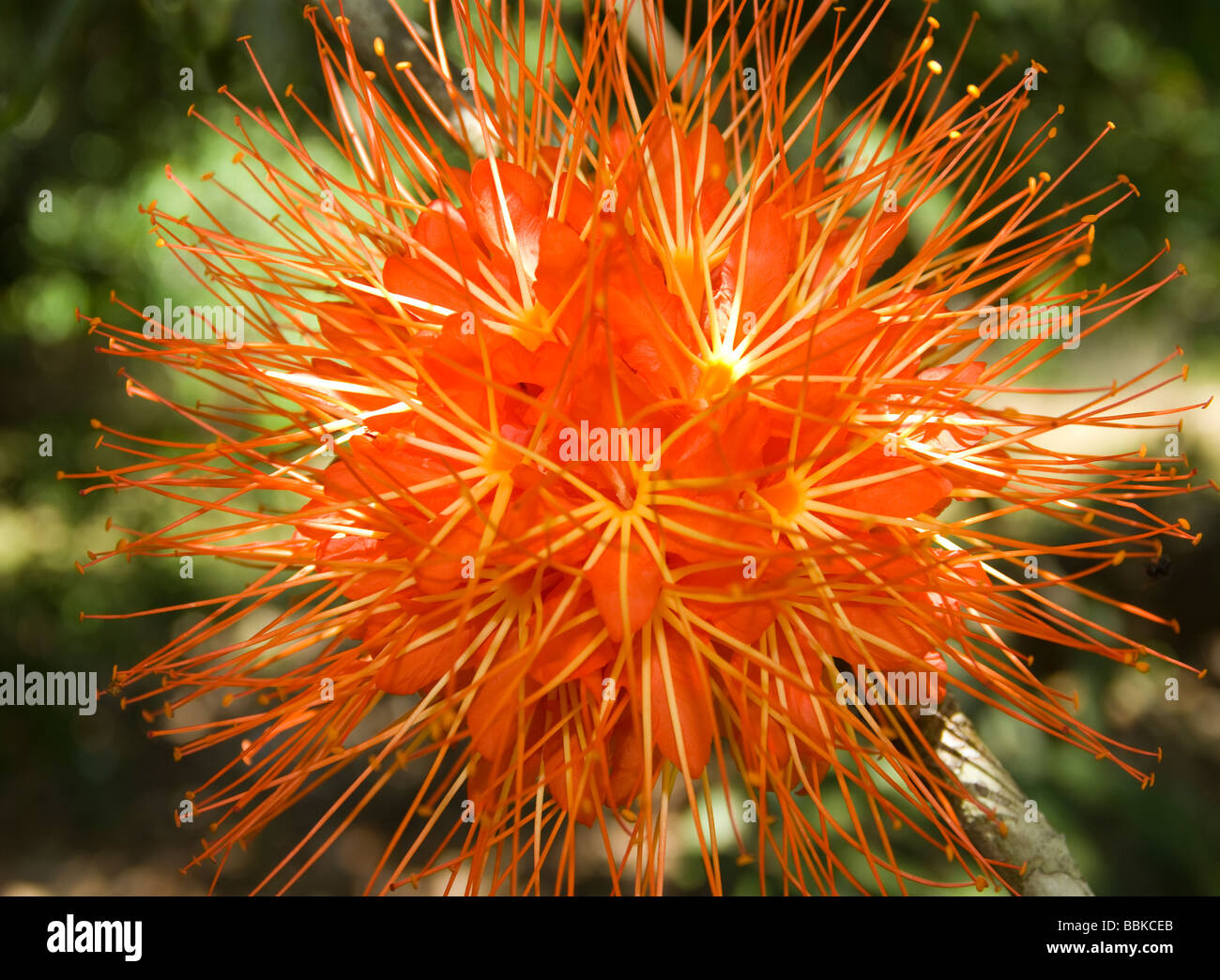 Panama.SUMMIT Park.Tropical flower Stock Photo - Alamy