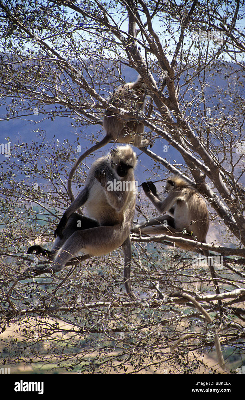 Pushkar, Rajasthan, India, Monkeys sitting in a tree Stock Photo - Alamy
